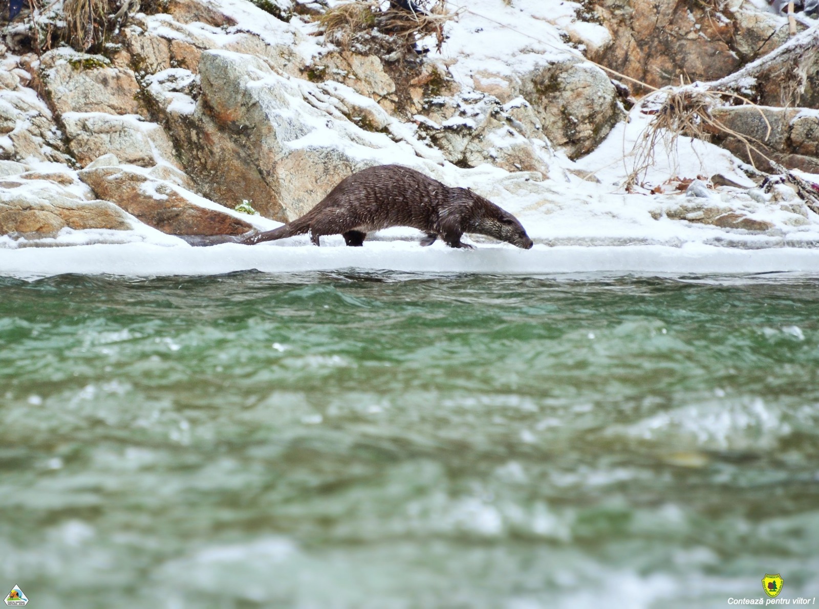 VIDEO Siestă în natură, pe malul râului: Imagini rare cu o vidră ...
