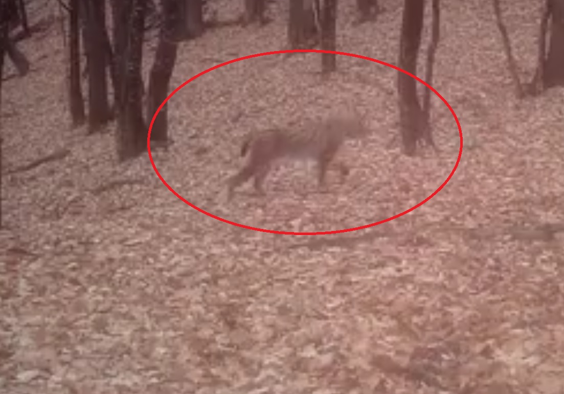 VIDEO Imagini rare cu un râs, surprinse într-o pădure din Vrancea