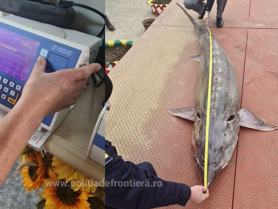 „Monstrul” din Dunăre. Un morun gigant, de 140 de kilograme, prins de ...