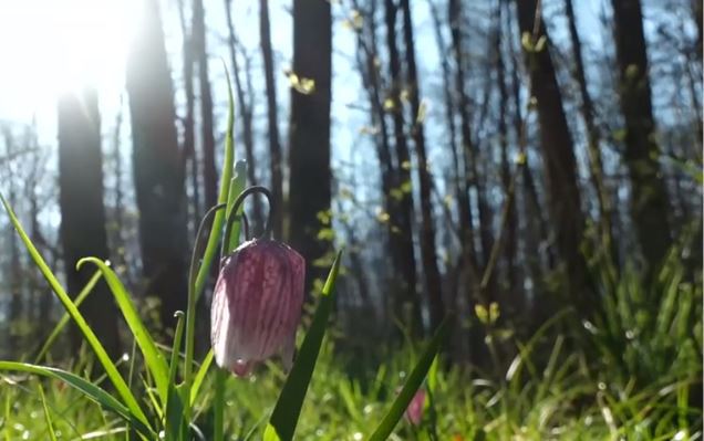 Locul din România unde poate fi admirată laleaua pestriţă, o floare pe ...