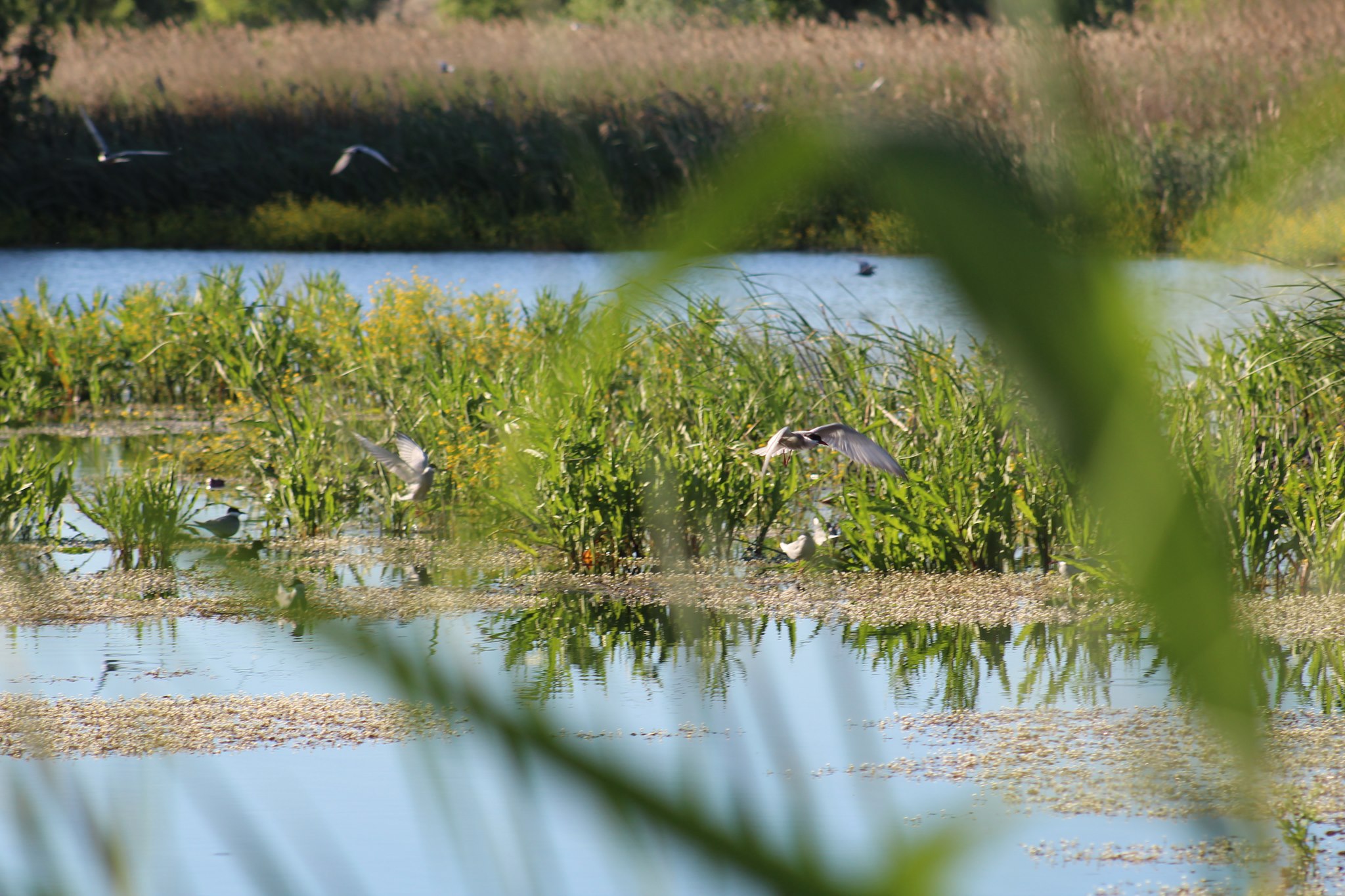 ”Delta dintre blocuri”, motivul luptei ecologiştilor. Parcul din ...
