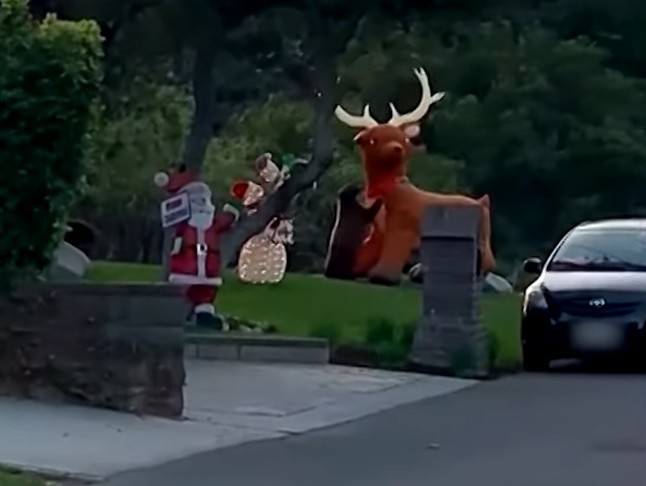 Grinch de Sărbători. Un pui de urs atacă un ren gonflabil, într-un ...