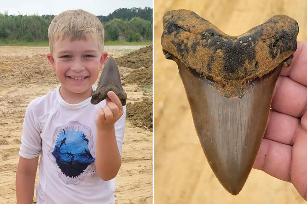 Un băiat de opt ani a descoperit un dinte uriaş de rechin în Carolina ...