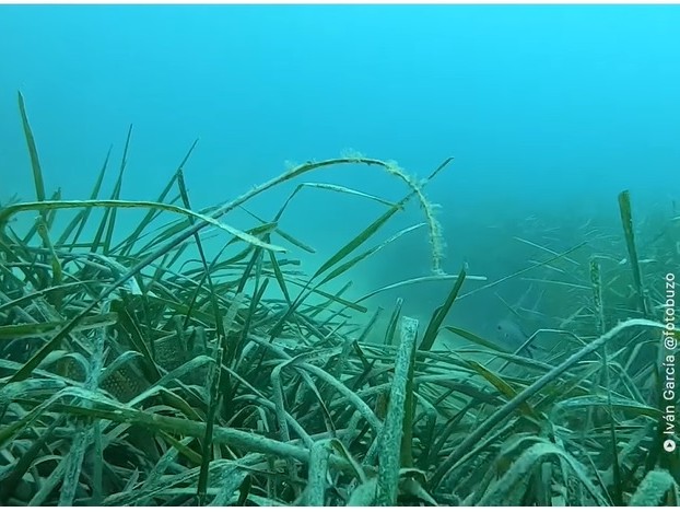 Posidonia oceanică, „plămânul” oceanelor: „prinde” microplasticele şi ...