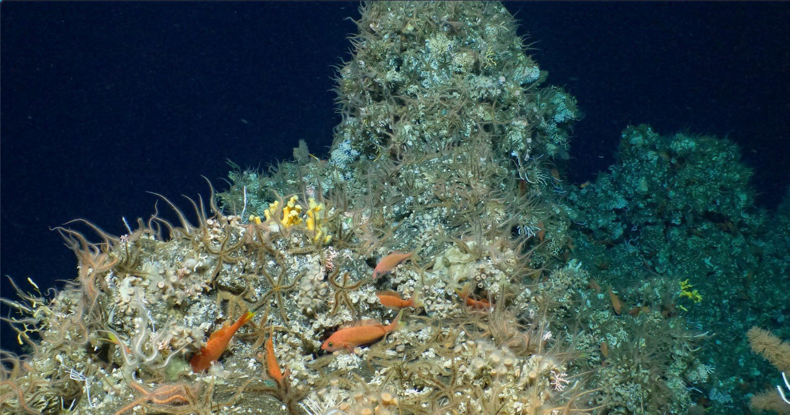 Un recif de corali a fost descoperit în apropierea Insulelor Galapagos
