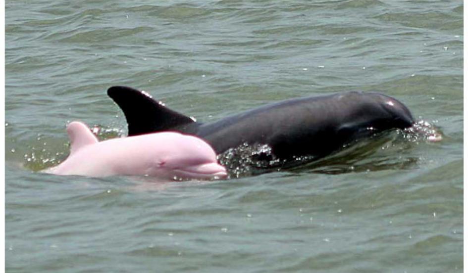 Un delfin albinos extrem de rar a fost observat în Africa