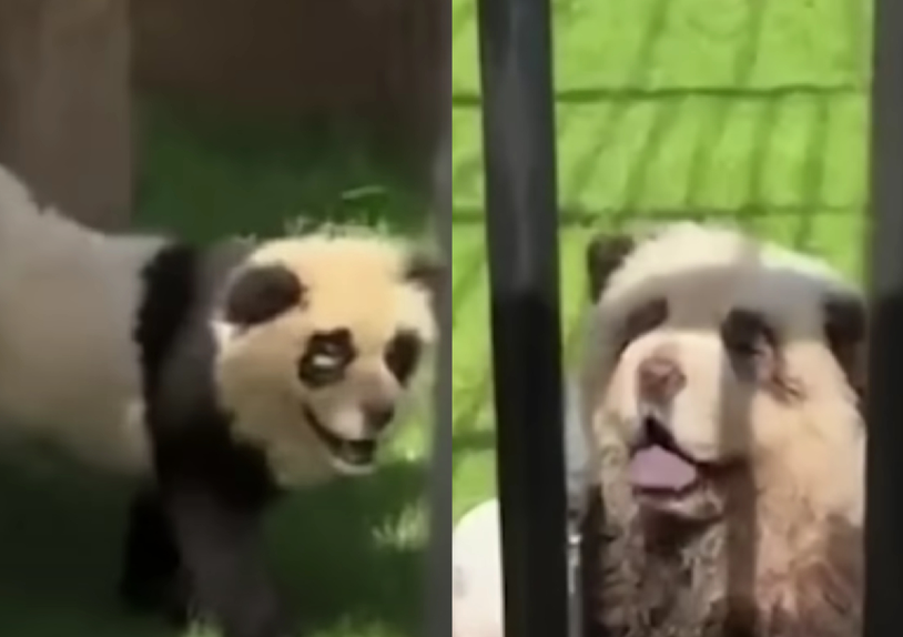 Scandal în China. Urşii panda au început să latre. Grădina Zoo a ...