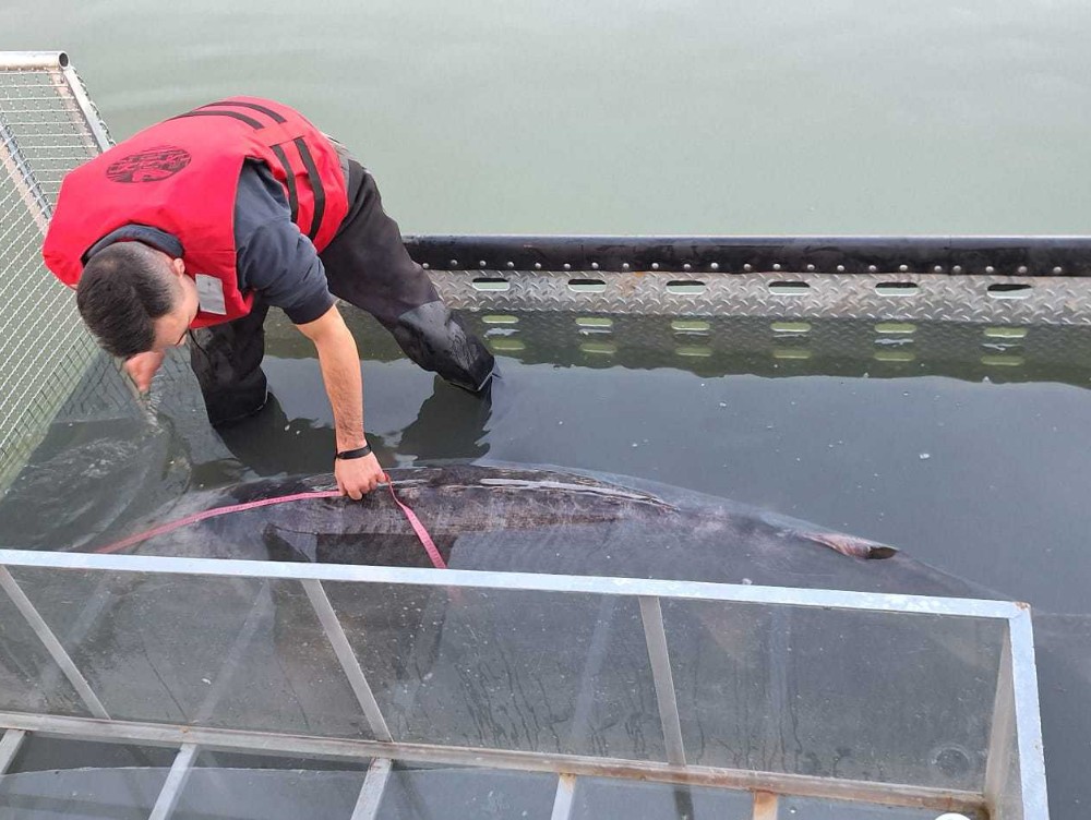 Sturion de 147 de kilograme, prins de doi pescari pe Braţul Borcea al ...