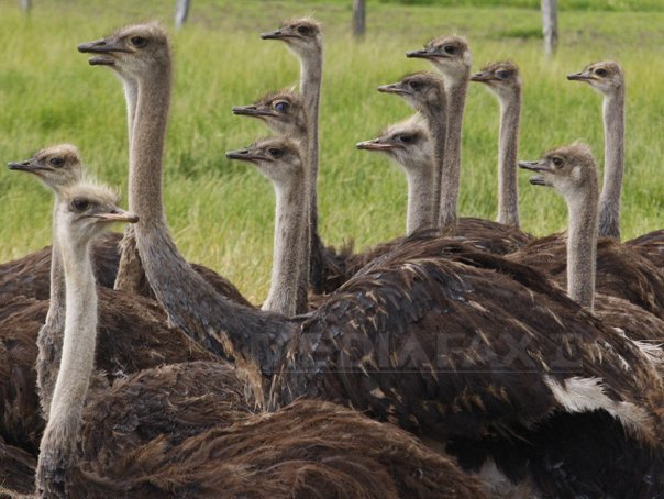 Ai mânca ouă de struţ? Ce gust au şi cum se prepară