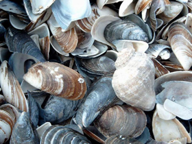 Scoicile - sursă de inspiraţie pentru un adeziv universal