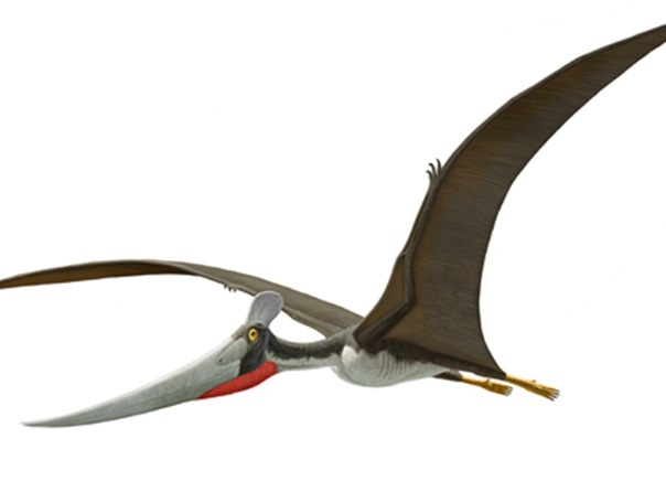 Oase din cel mai mare Pterozaur din lume, descoperit în România, au ...