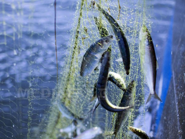 ADN extras din spermă de hering, folosit pentru a produce materiale ...