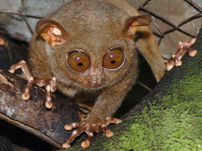 Cea mai mică maimuţă, considerată dispărută, redescoperită în Indonezia