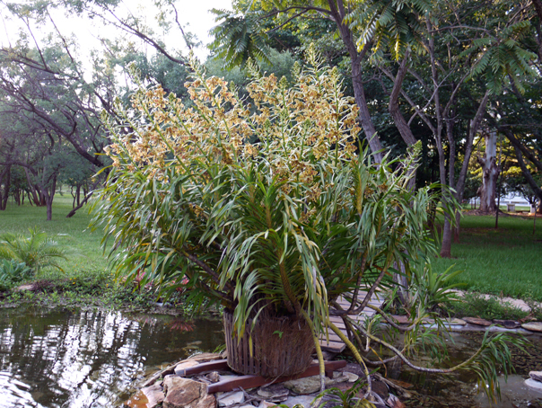 Cea mai mare orhidee din lume a înflorit în Brazilia. Vezi aici cum arată